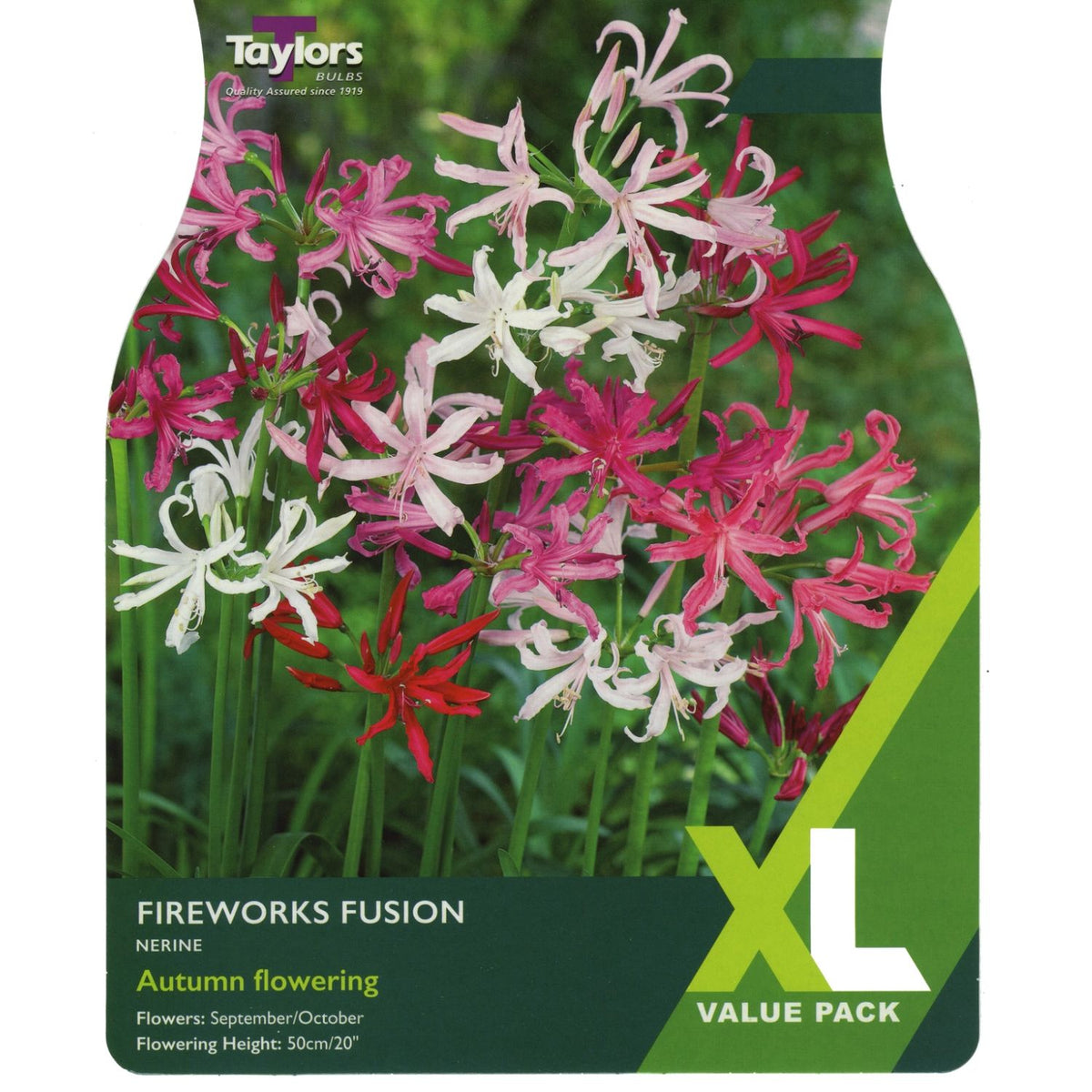 Taylors 5 Nerine Fireworks Fusion Bulbs – Old Railway Line Garden Centre