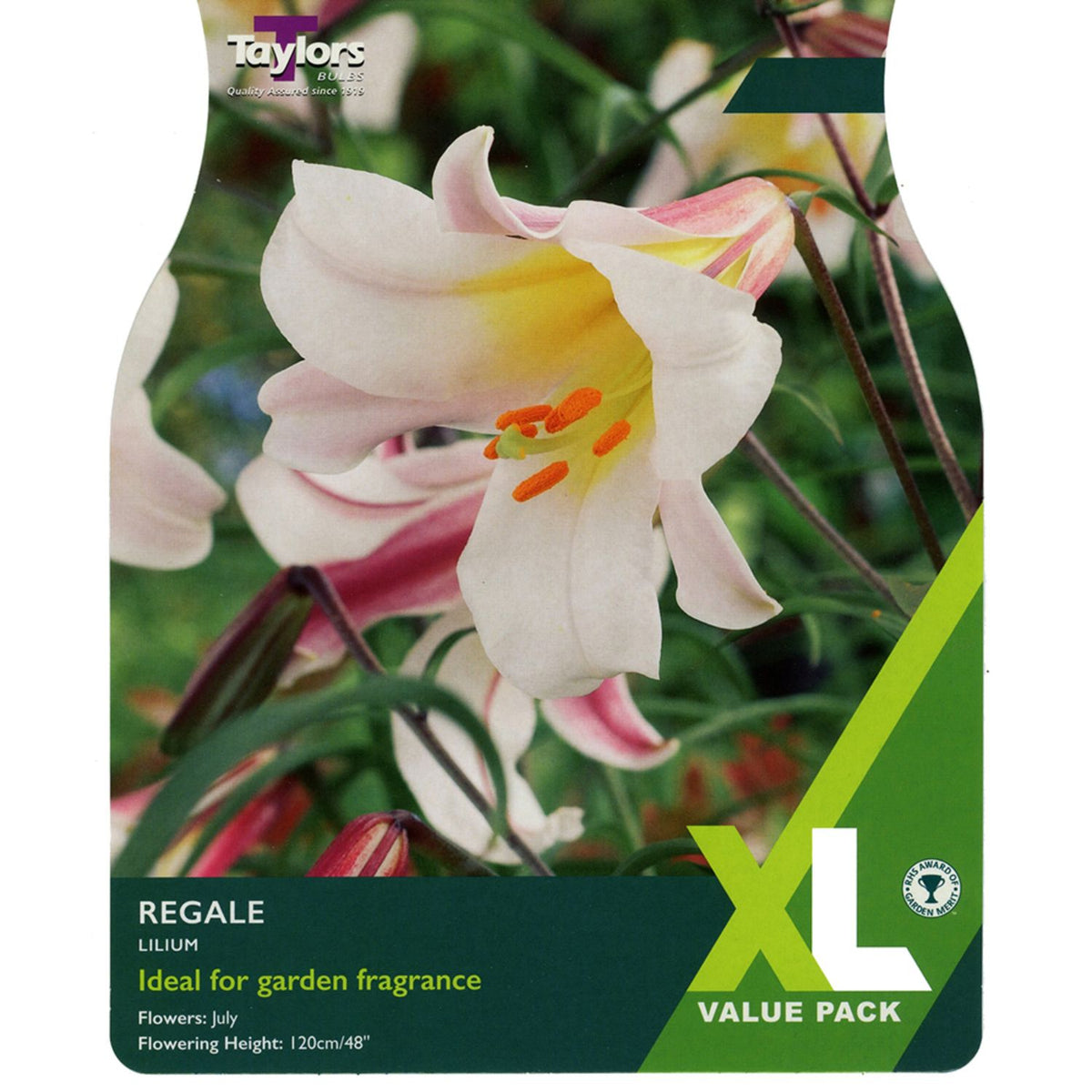 Taylors 3 Lily Regale Bulbs – Old Railway Line Garden Centre
