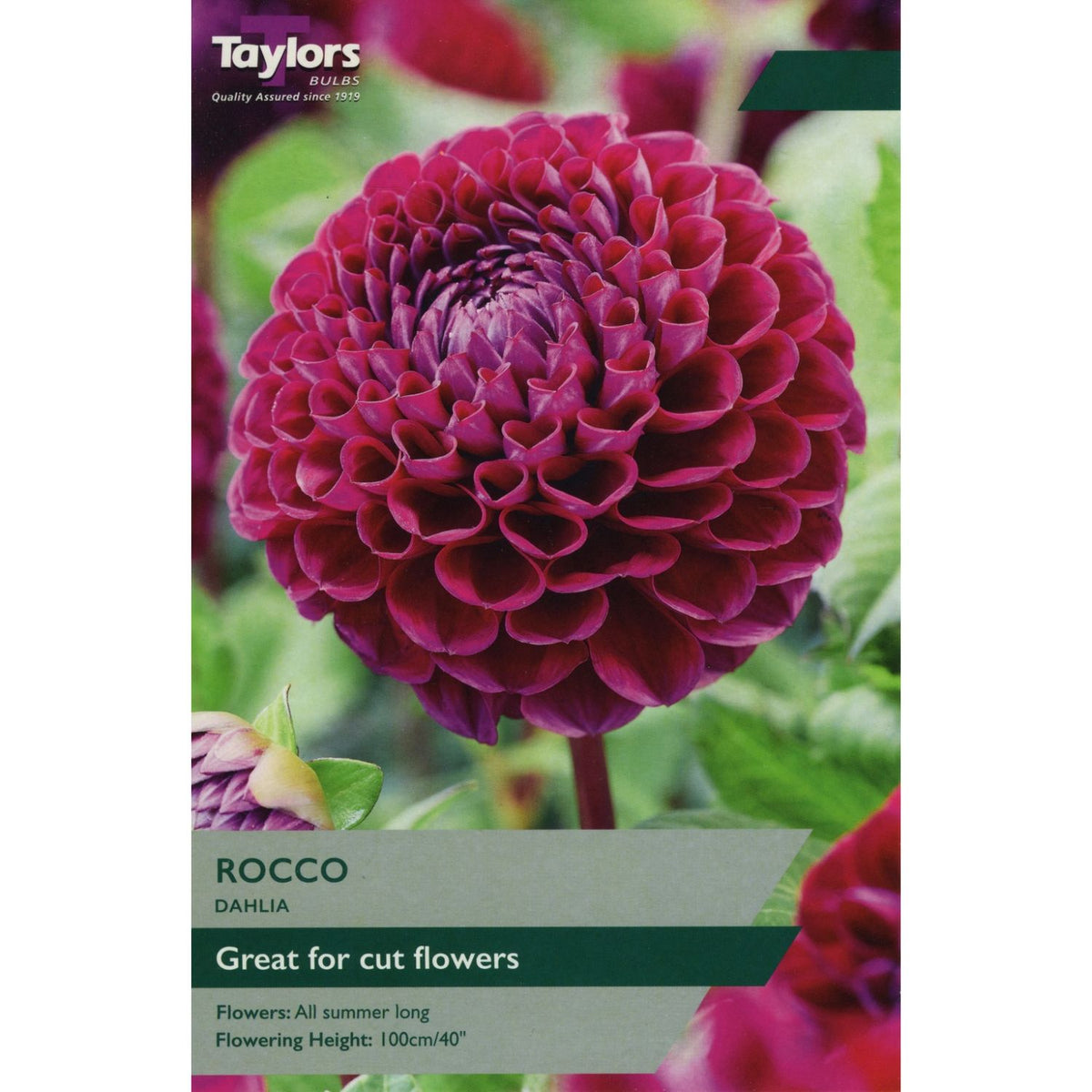 Taylors 1 Dahlia Rocco Tuber – Old Railway Line Garden Centre