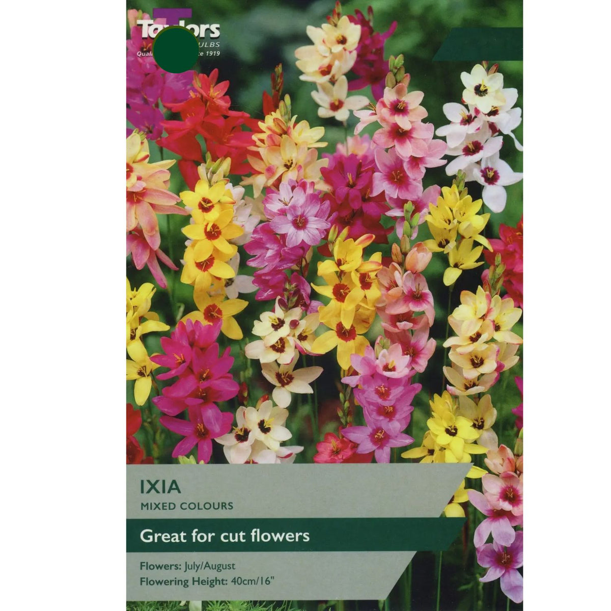 Taylors 20 Ixia Mixed – Old Railway Line Garden Centre
