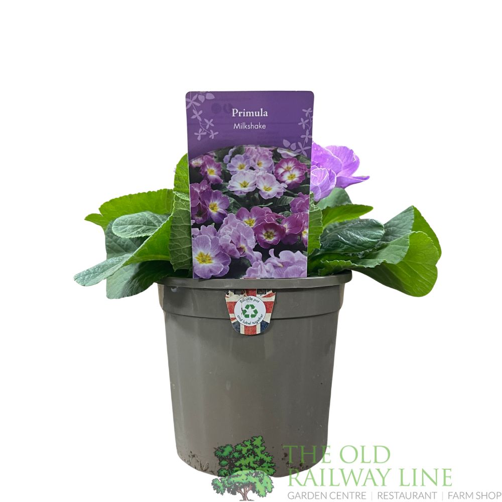 Primula vulgaris 'Milkshake' English Primrose 1Ltr Pot – Old Railway ...