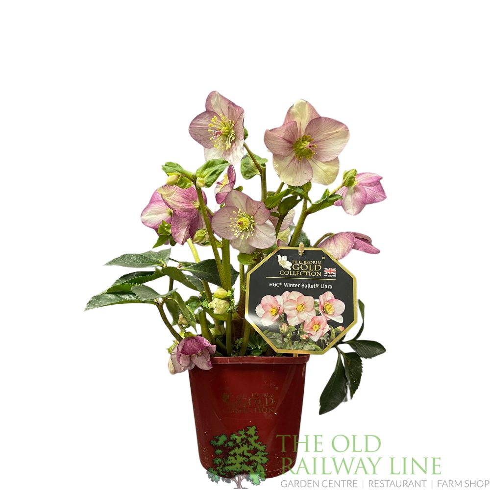 Helleborus 'HGC Winter Ballet Liara' Plant 2Ltr Pot – Old Railway Line ...
