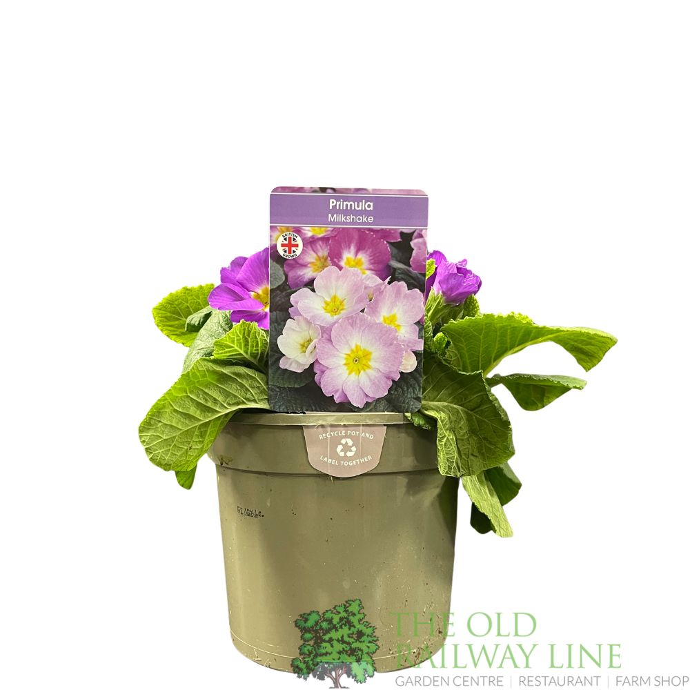 Primula vulgaris 'Milkshake' English Primrose 2Ltr Pot – Old Railway ...