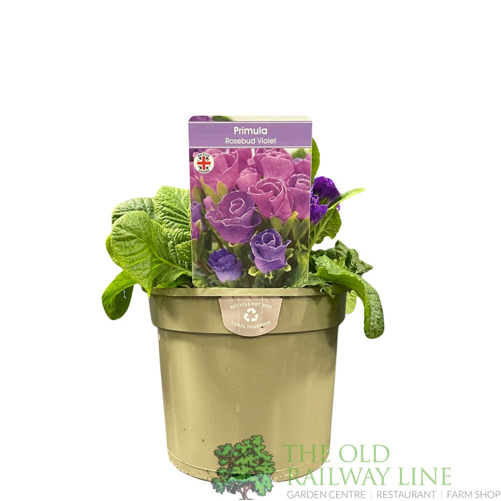 Primula vulgaris 'Rosebud Violet' English Primrose 2Ltr Pot – Old ...