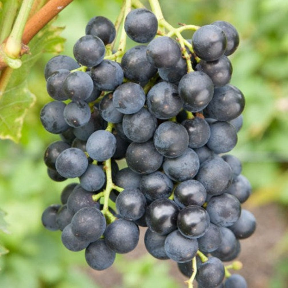Grape Vine 'Muscat Bleu' 3Ltr Pot – Old Railway Line Garden Centre
