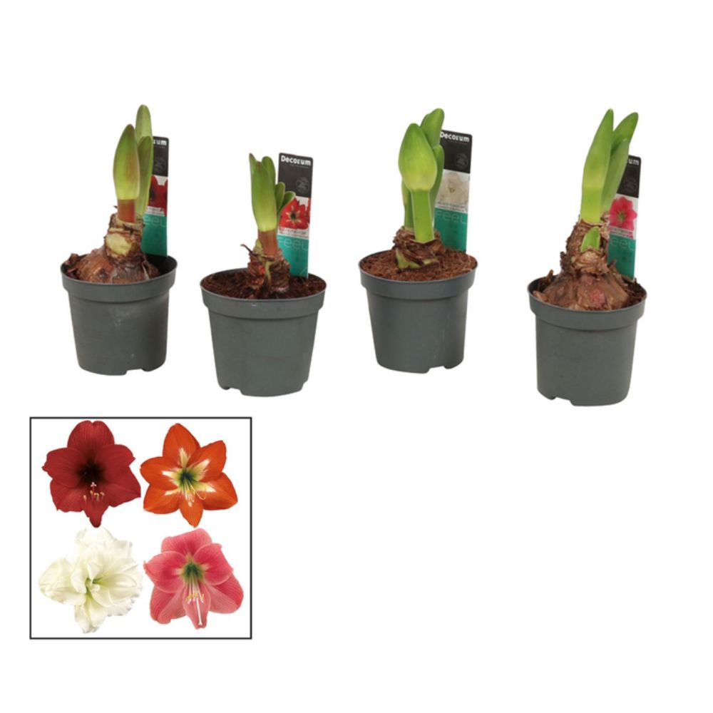 Amaryllis Hippeastrum 'Kolibri' 9cm Pot - (Choice of 4) – Old Railway ...