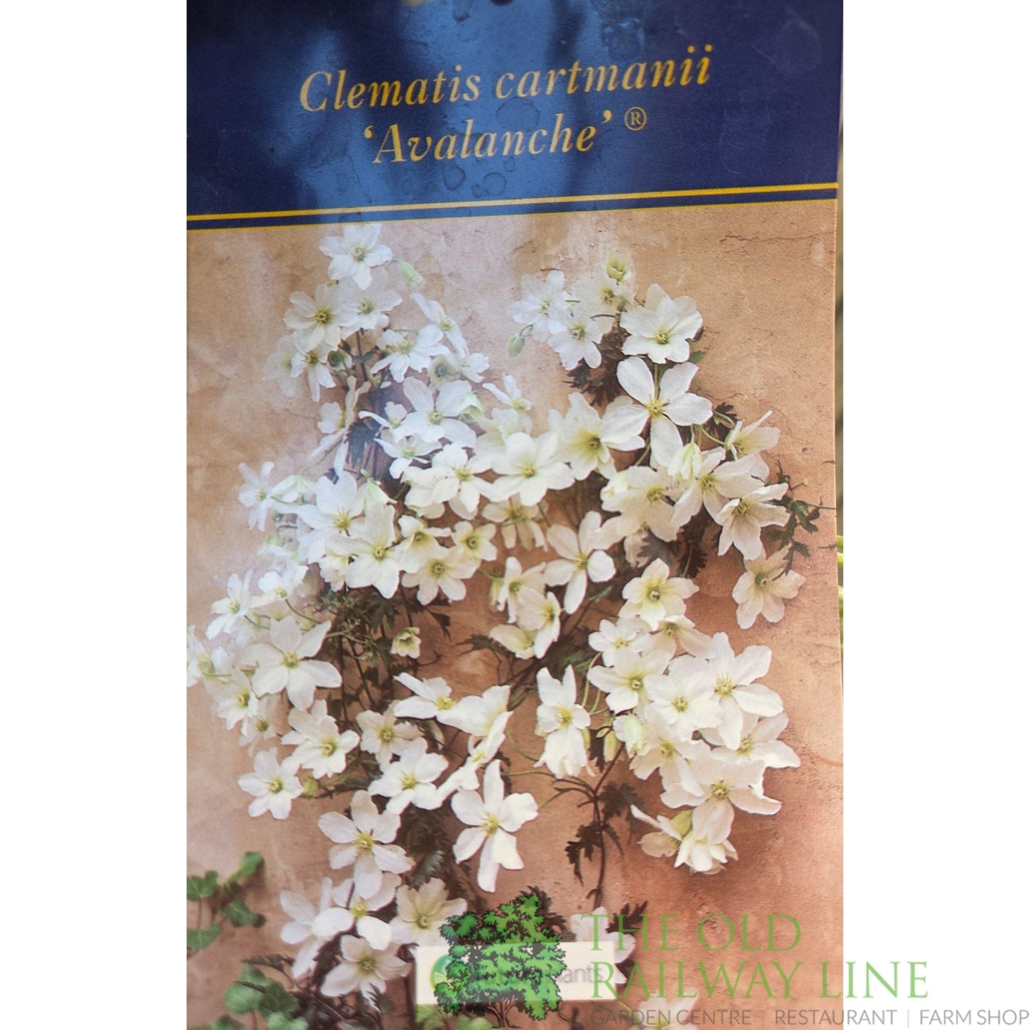 Clematis × cartmanii 'Avalanche' Climbing Plant 3.5Ltr Pot (Frame ...