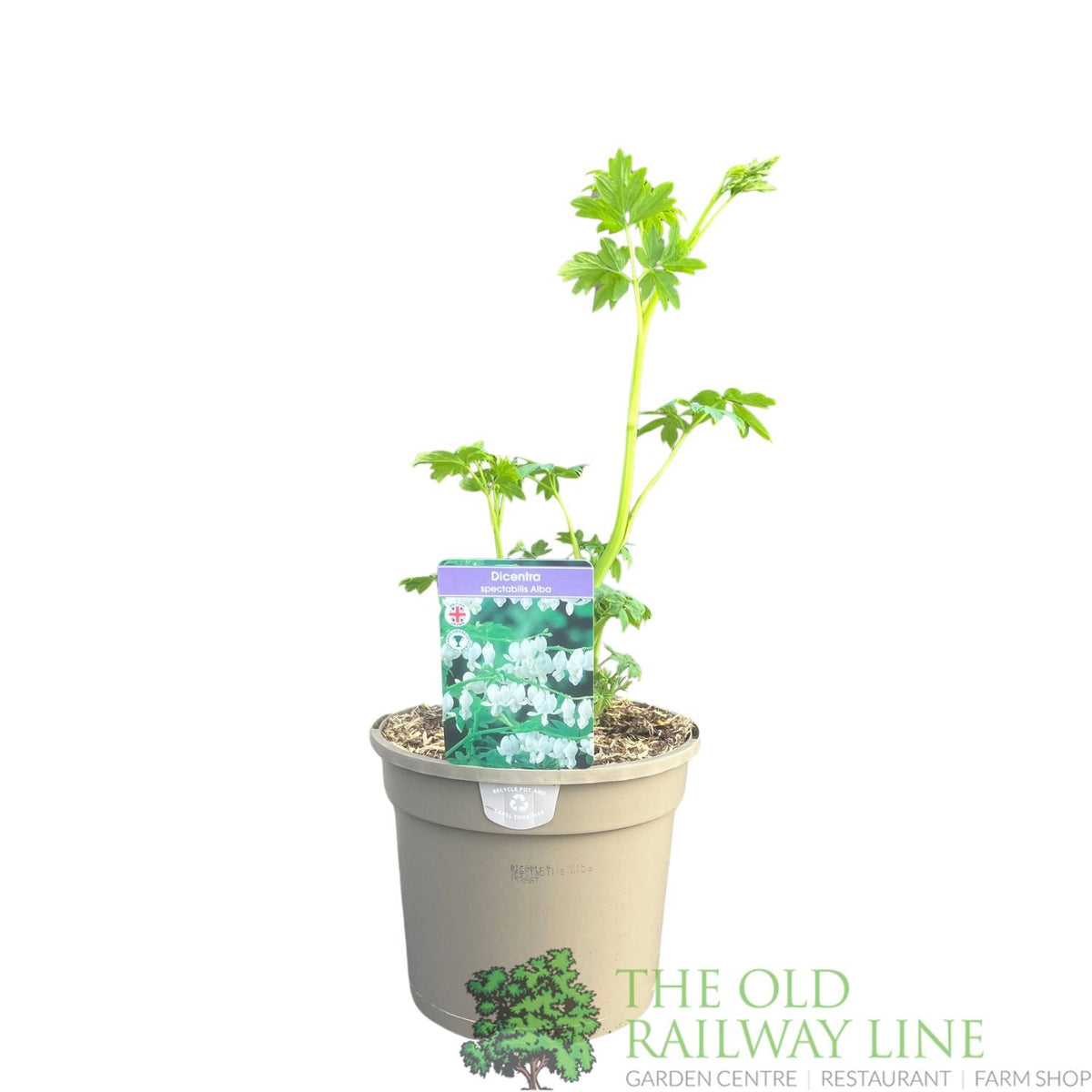 Dicentra spectabilis 'Alba' Plant 3Ltr Pot – Old Railway Line Garden Centre