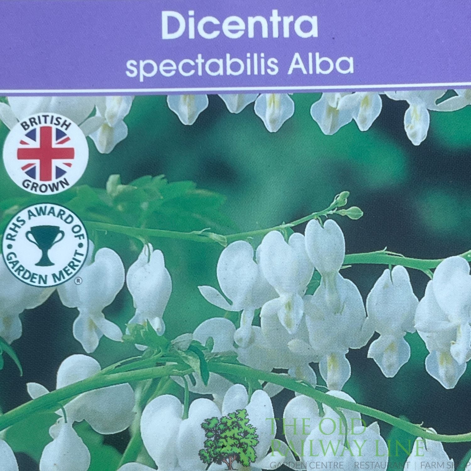 Dicentra spectabilis 'Alba' Plant 3Ltr Pot – Old Railway Line Garden Centre