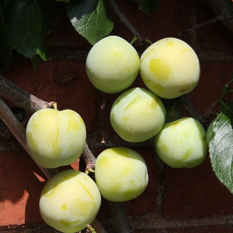 Gage Tree 'Oullins Golden' Fruit Tree 12Ltr Pot – Old Railway Line ...