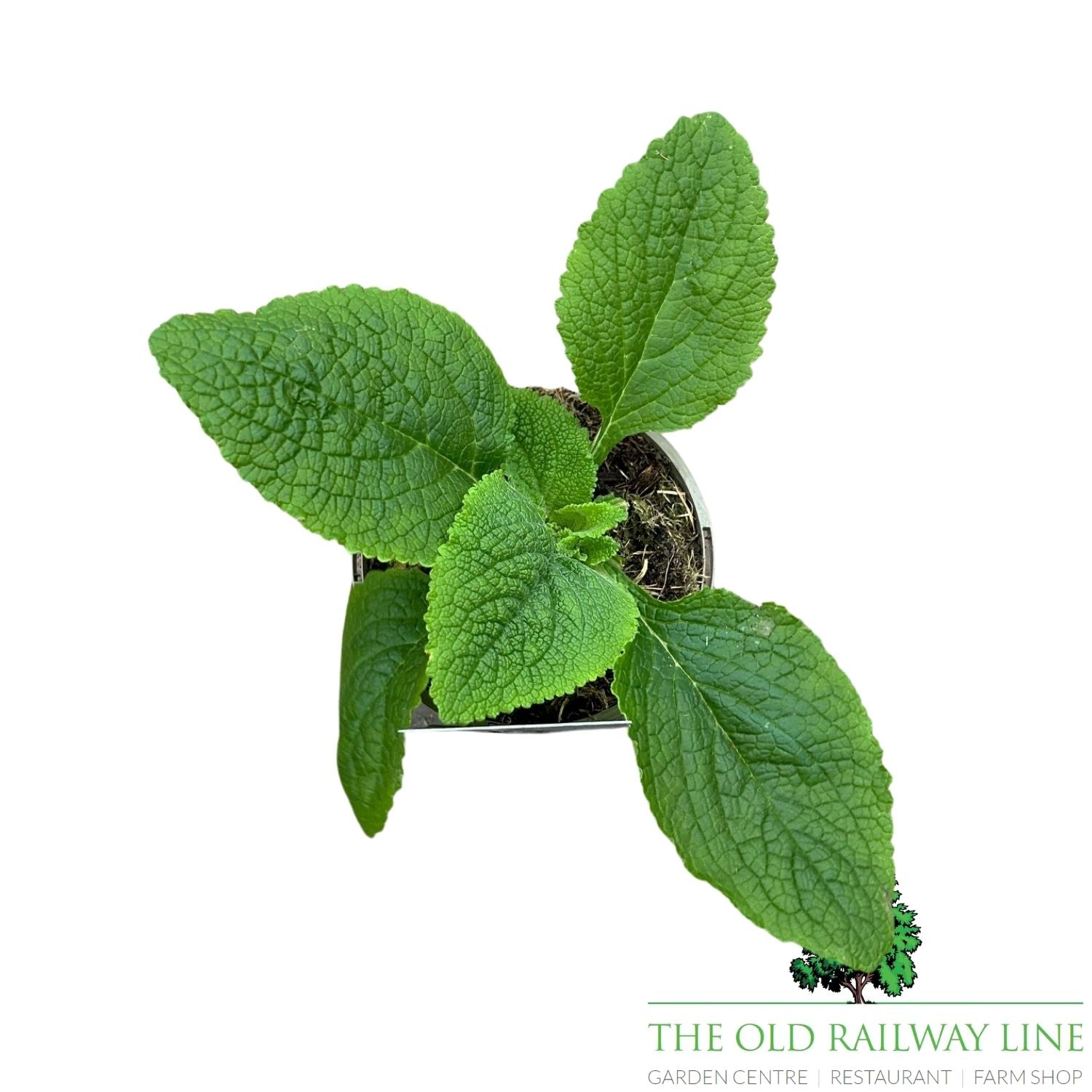 Foxglove 'Pams Choice' Digitalis Plant - 1Ltr Pot – Old Railway Line ...