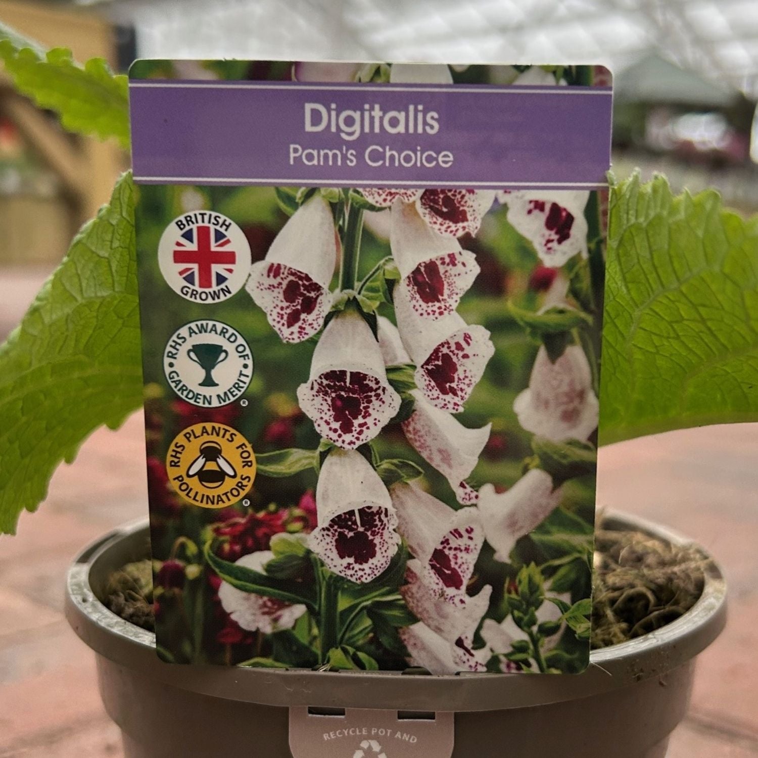 Foxglove 'Pams Choice' Digitalis Plant - 1Ltr Pot – Old Railway Line ...