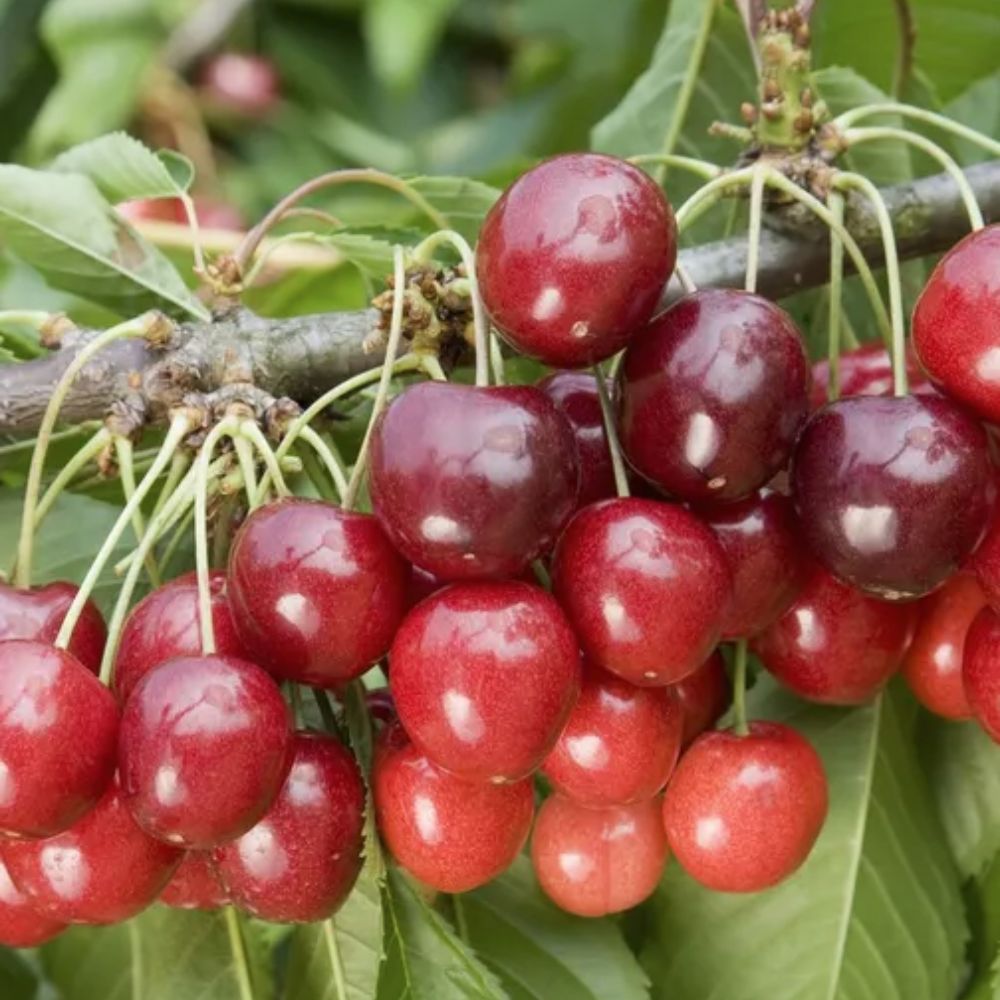 Frank P Matthews 'Stella' Cherry Tree - 11.5 Ltr Pot – Old Railway Line ...