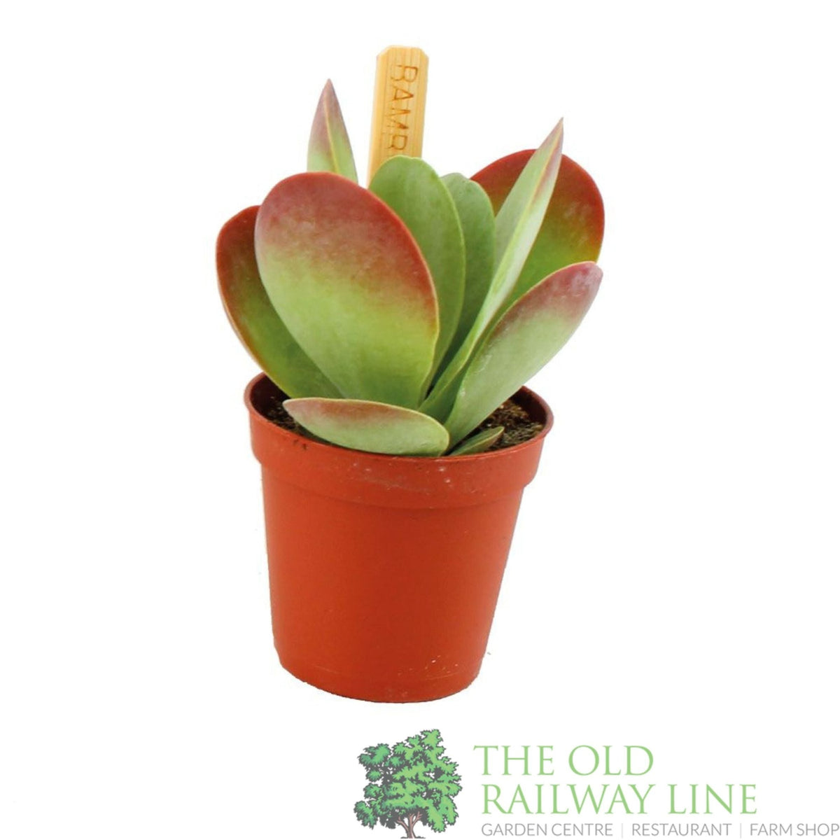 Garden Centre Fresh Kalanchoe thyrsiflora 5.5cm Pot – Old Railway Line ...