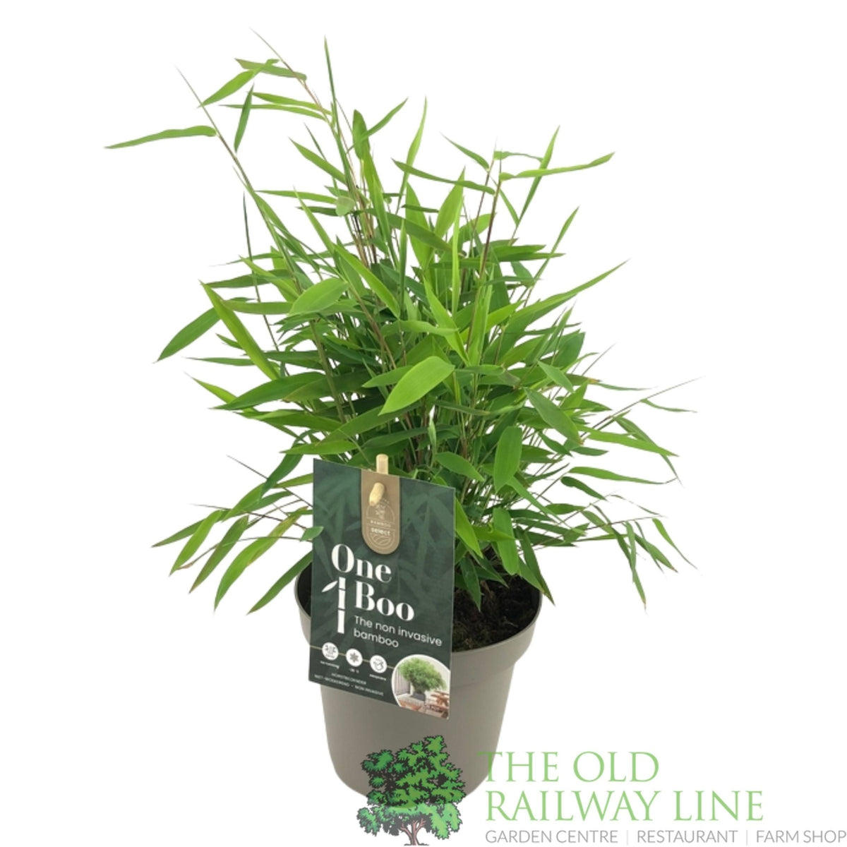 Green Inspiration Fargesia 'One Boo' 1.5Ltr Pot – Old Railway Line ...