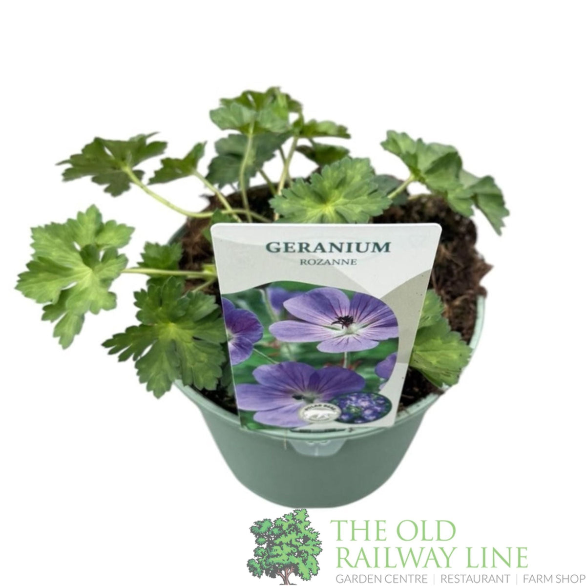 Green Inspiration Geranium 'Rozanne' 2Ltr Pot – Old Railway Line Garden ...