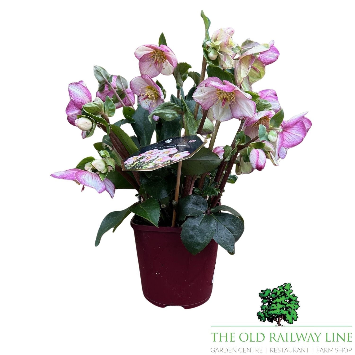 Helleborus Ice n Roses Picottee Plant - 2Ltr Pot – Old Railway Line ...