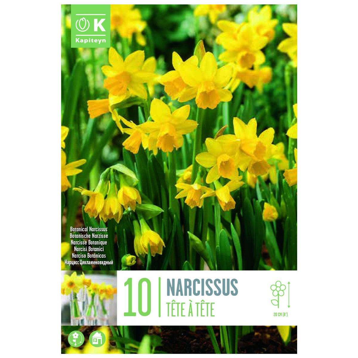 Kapiteyn 10 Botanical Tete A Tete Narcissus Daffodil Spring Flowering ...