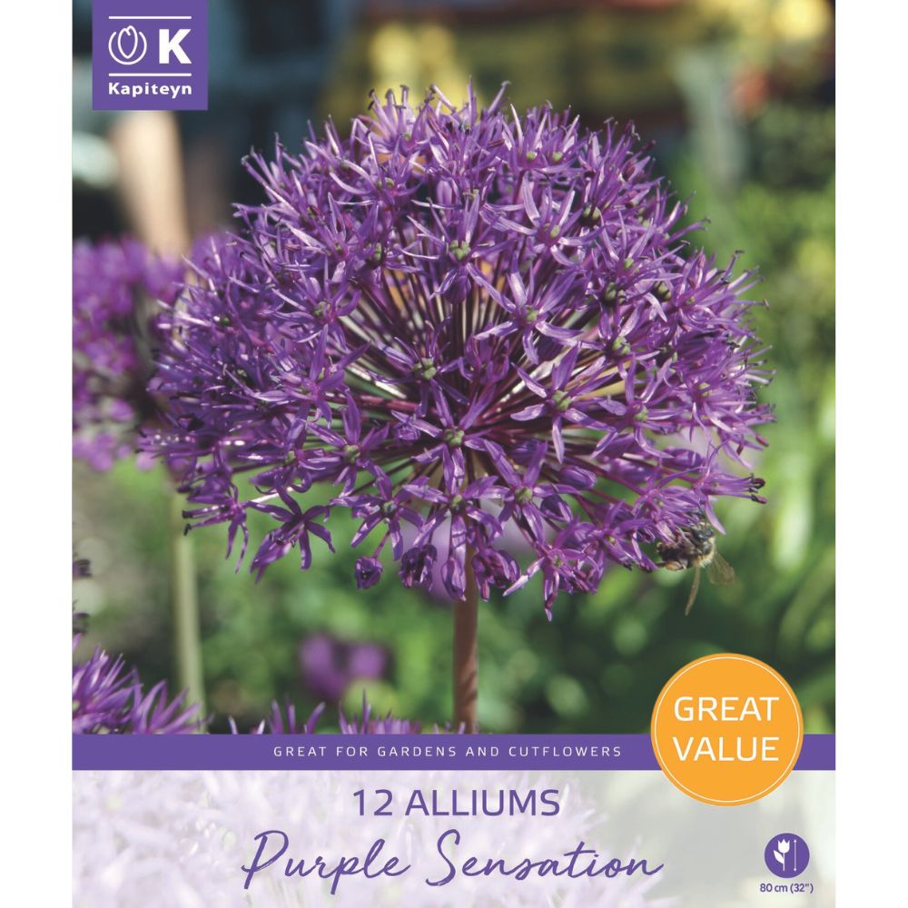 Kapiteyn 12 Allium Purple Sensation Promo Pack Spring Flowering Bulbs ...