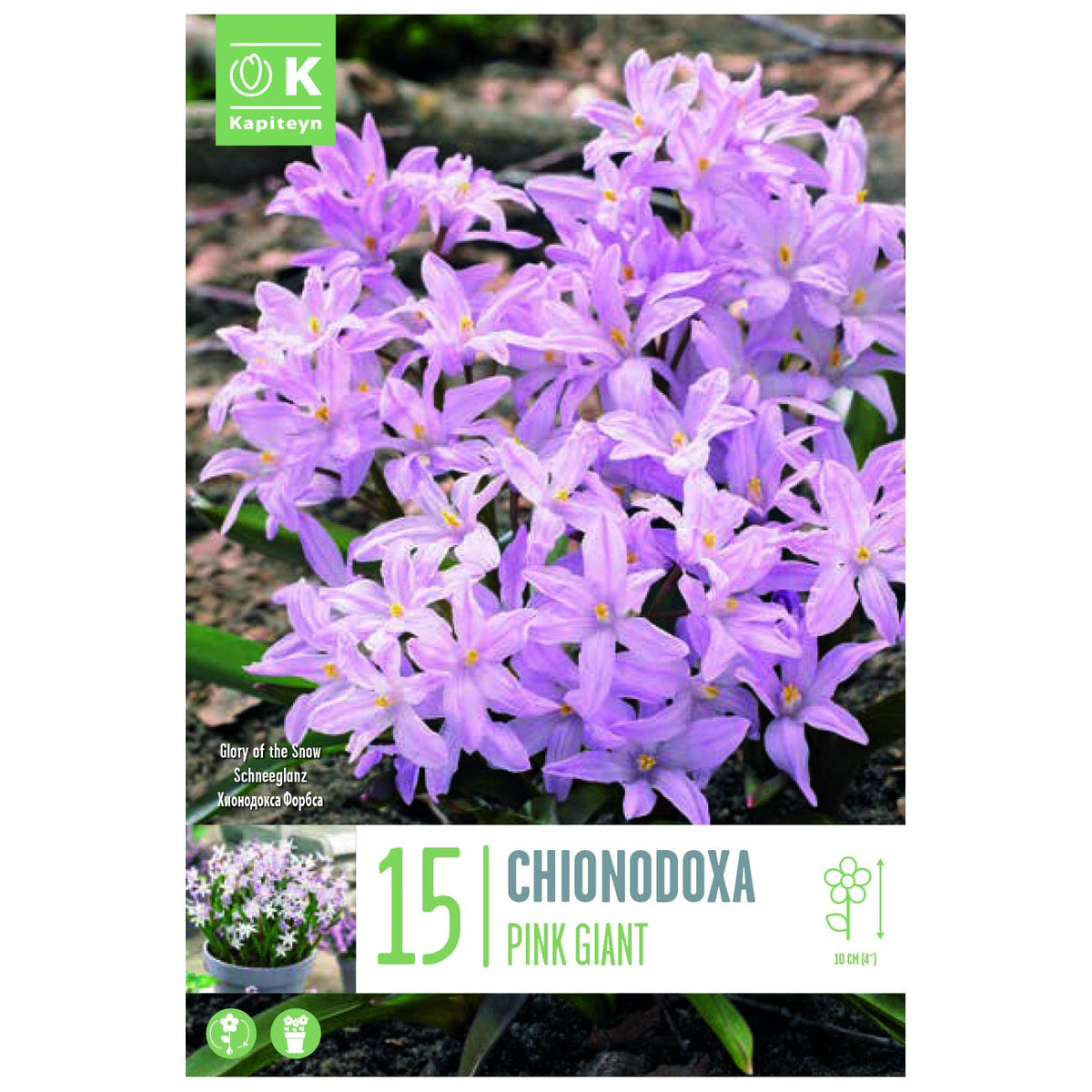 Kapiteyn 15 Chionodoxa Pink Giant Spring Flowering Bulbs – Old Railway ...