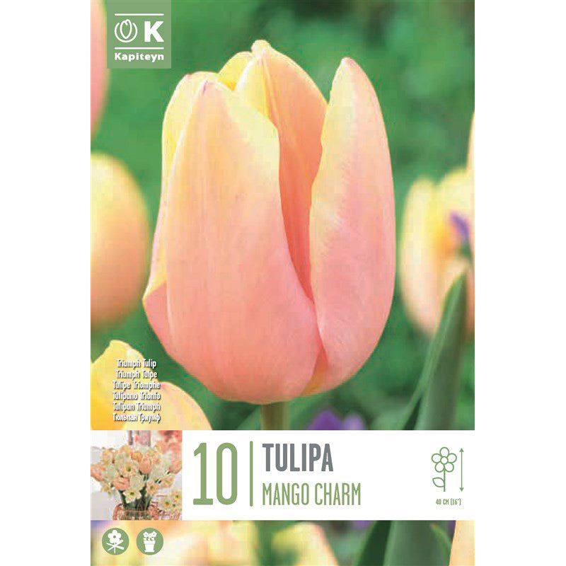 Kapiteyn 10 Tulip ‘Mango Charm’ Spring Flowering Bulbs – Old Railway Line Garden Centre