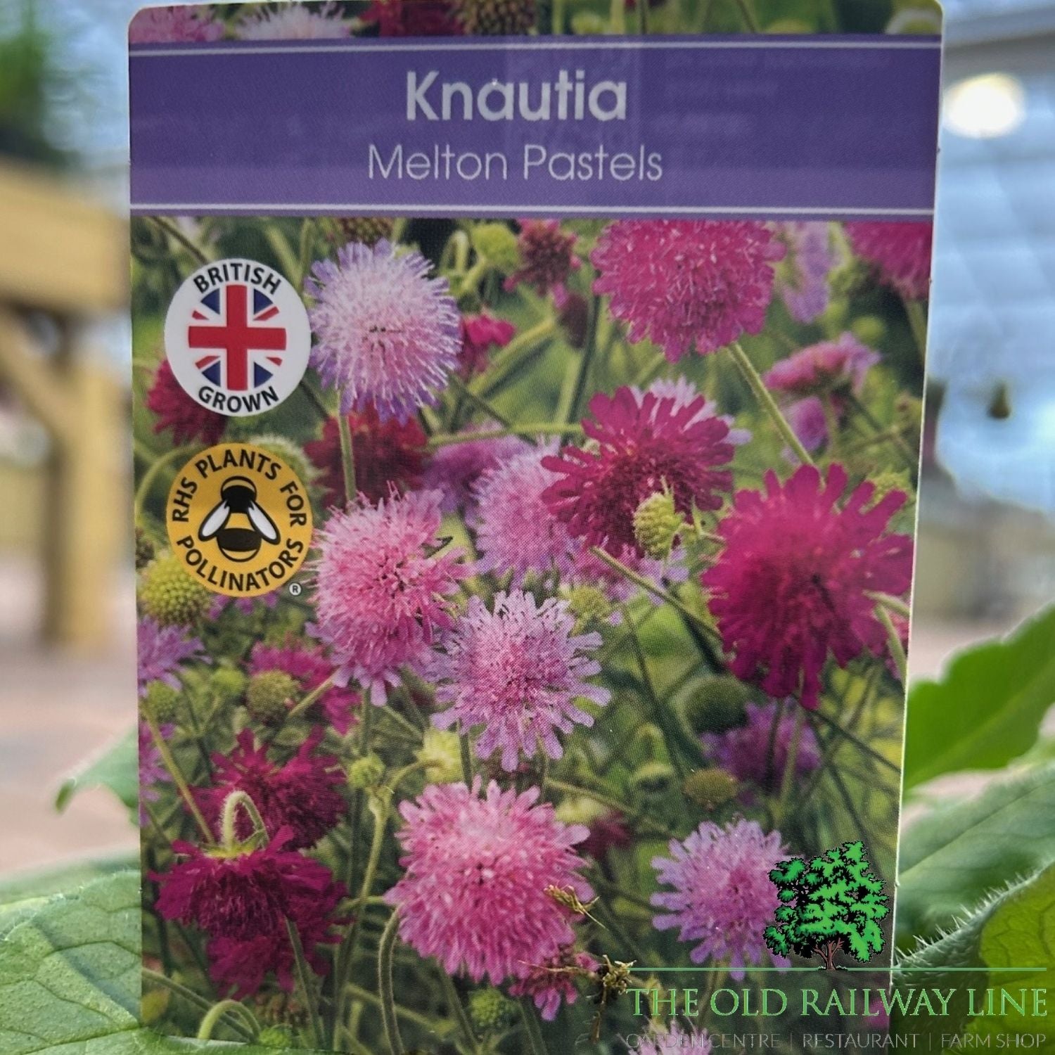 Knautia macedonica Melton pastels Scabious Plant - 1Ltr Pot – Old ...