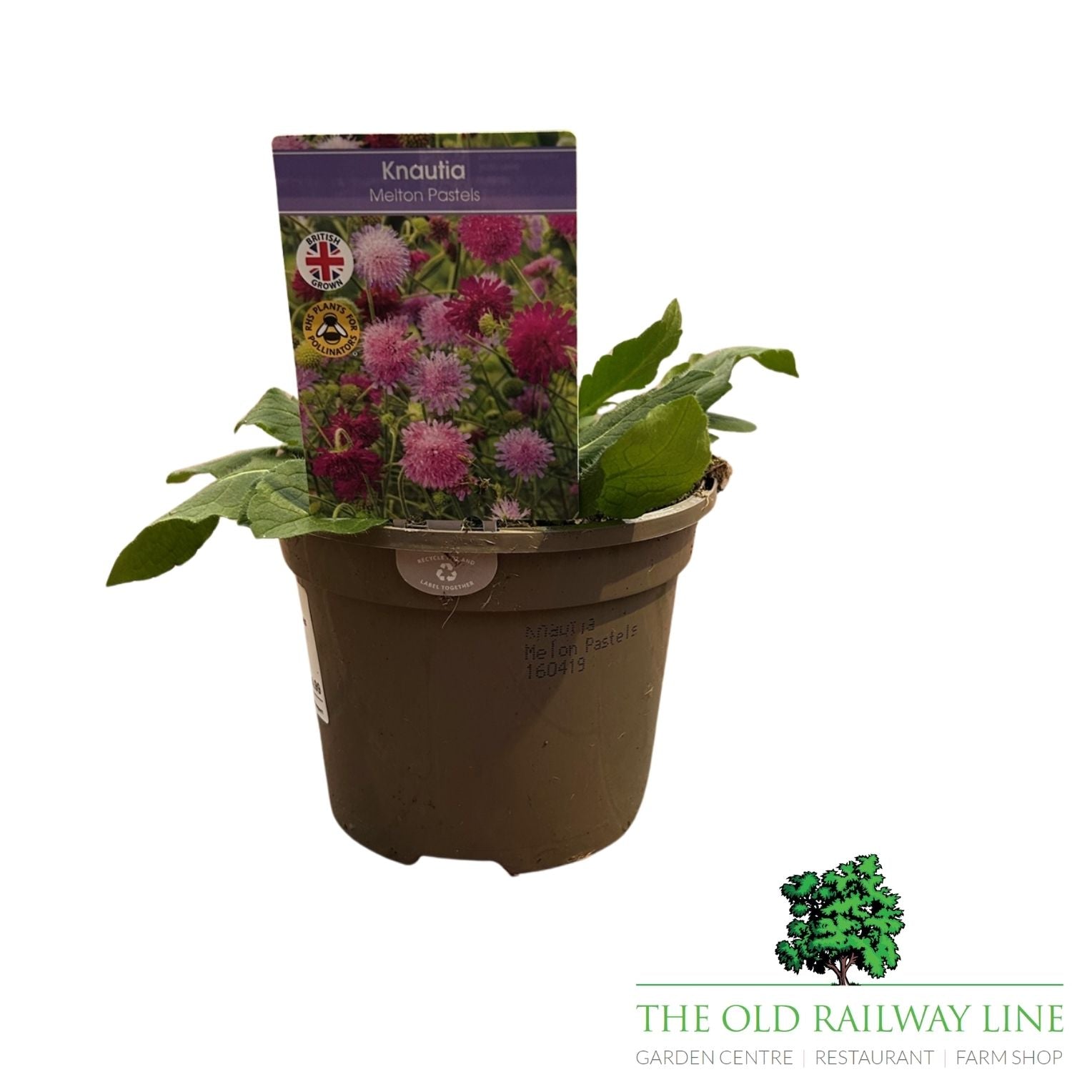 Knautia macedonica Melton pastels Scabious Plant - 1Ltr Pot – Old ...