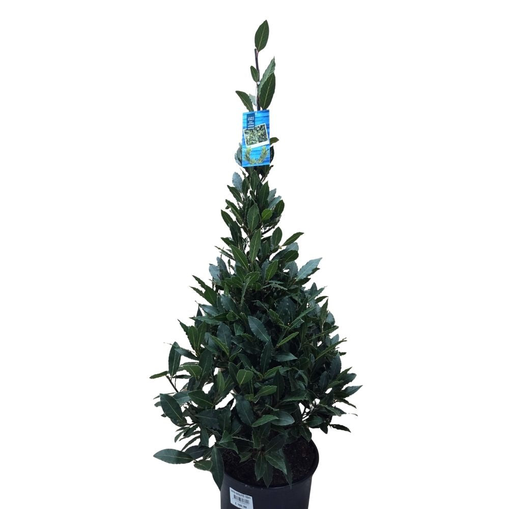 Laurus Nobilis 120cm Laurel Bay 'Pyramid' Tree - 10Ltr Pot – Old ...