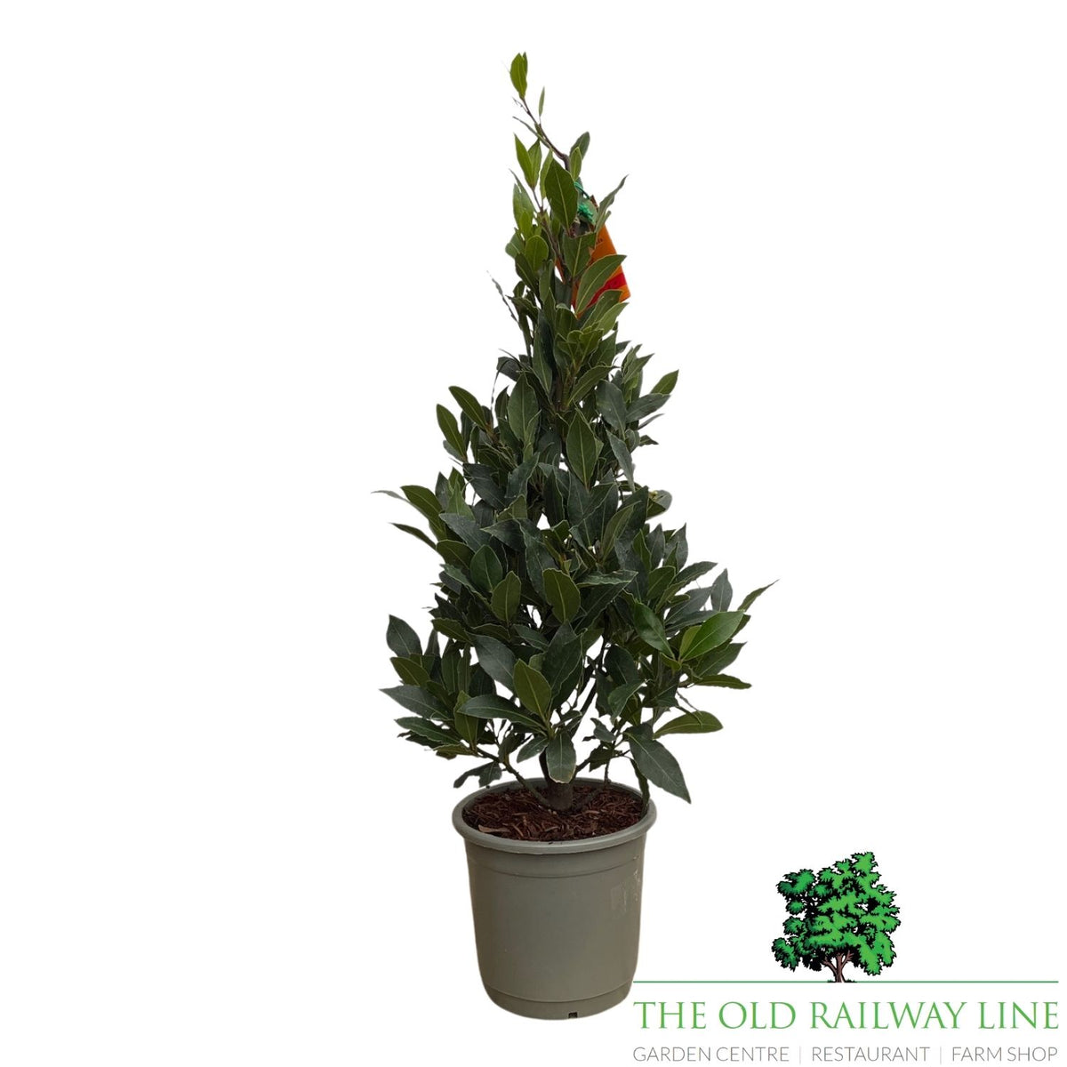 Laurus Nobilis Pyramid Bay Plant - 16cm Pot – Old Railway Line Garden ...