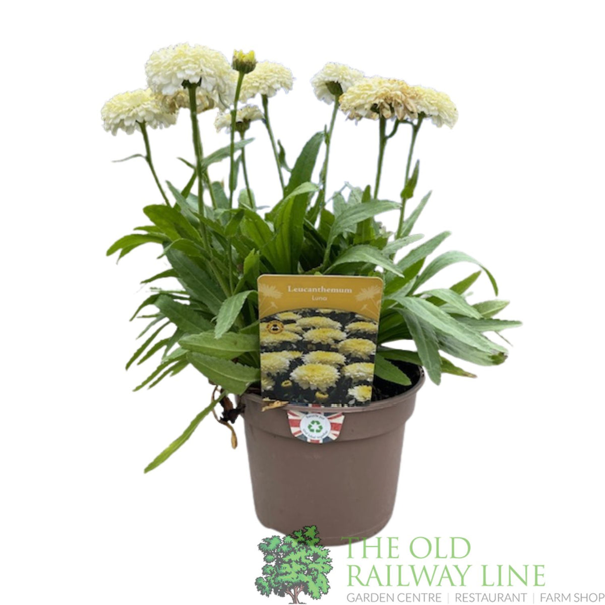 Leucanthemum x superbum 'Luna' Daisy Plant - 2Ltr Pot – Old Railway ...