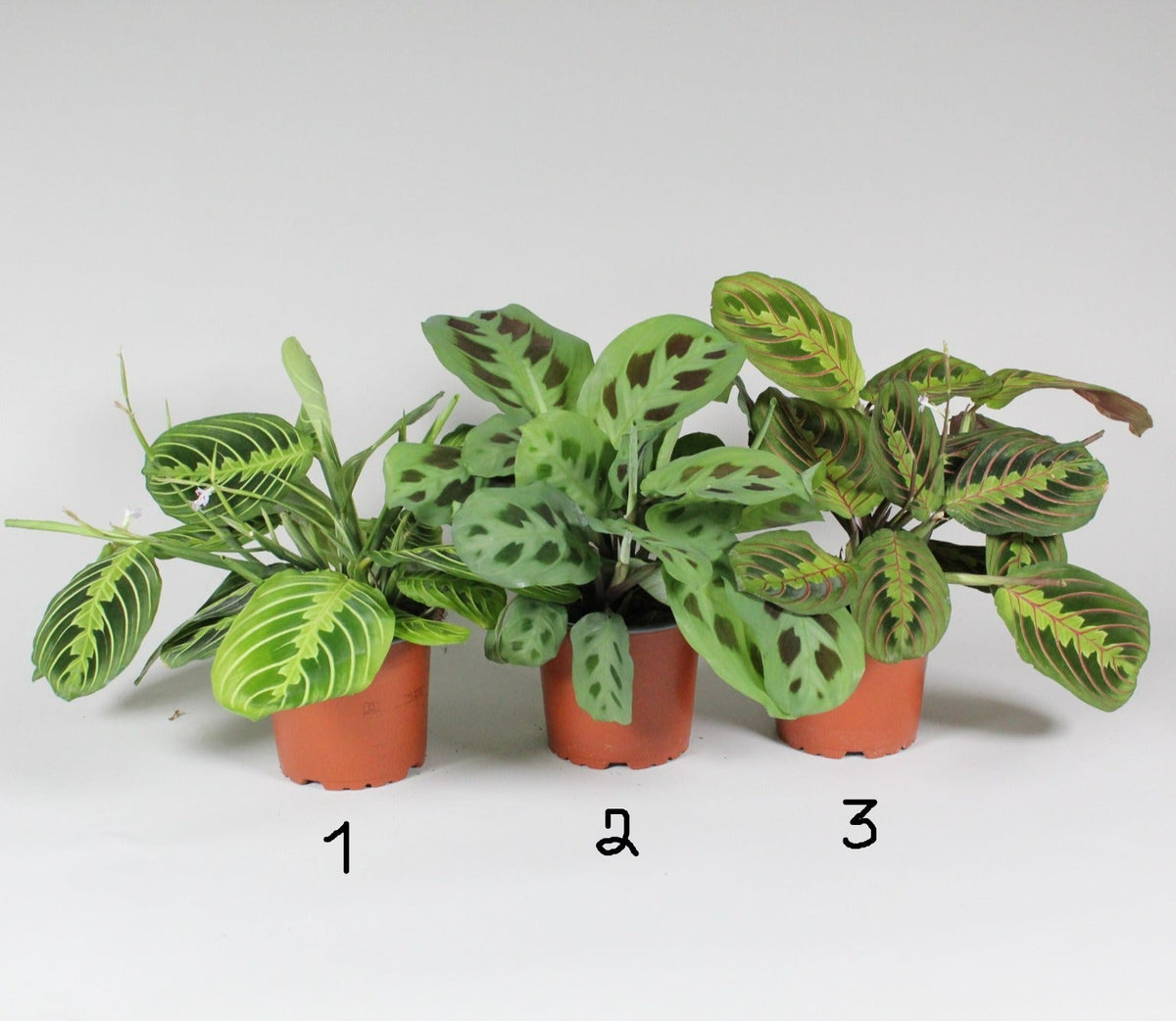 Maranta Leuconeura Mixed Variety 12cm Pot (Choice of 3) – Old Railway ...
