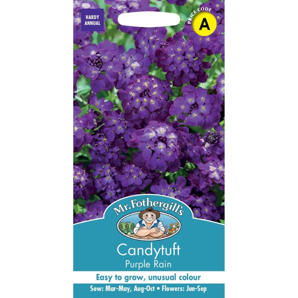 Mr Fothergill's Candytuft Purple Rain Flower Seeds – Old Railway Line ...