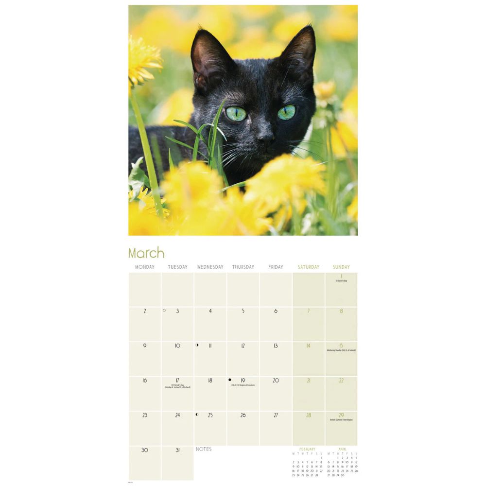 Otter House Black Cats Wall Calendar 2026 – Old Railway Line Garden Centre
