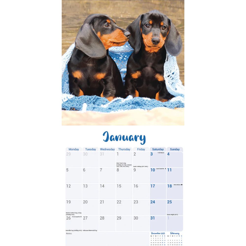 Otter House Dachshund Puppies Mini Calendar 2026 – Old Railway Line ...