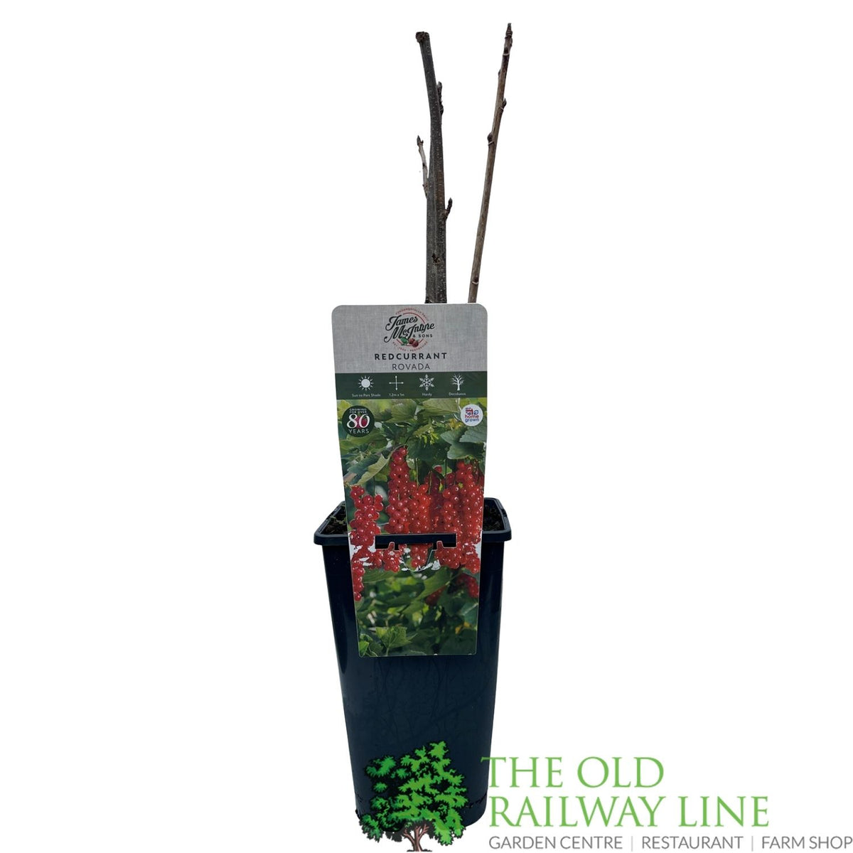 Redcurrant Rovada Fruit Bush - 3Ltr Pot – Old Railway Line Garden Centre