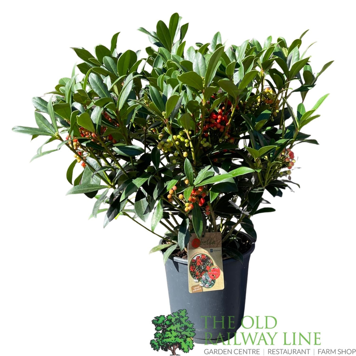 Skimmia japonica 'Pabella' Plant - 7.5Ltr Pot – Old Railway Line Garden ...