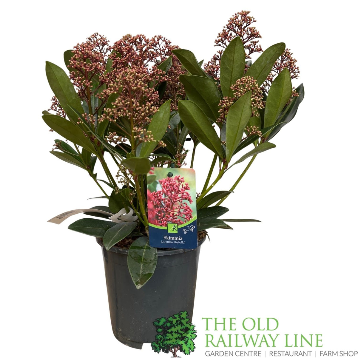 Skimmia Japonica 'Rubella' Plant - 1.5Ltr Pot – Old Railway Line Garden ...