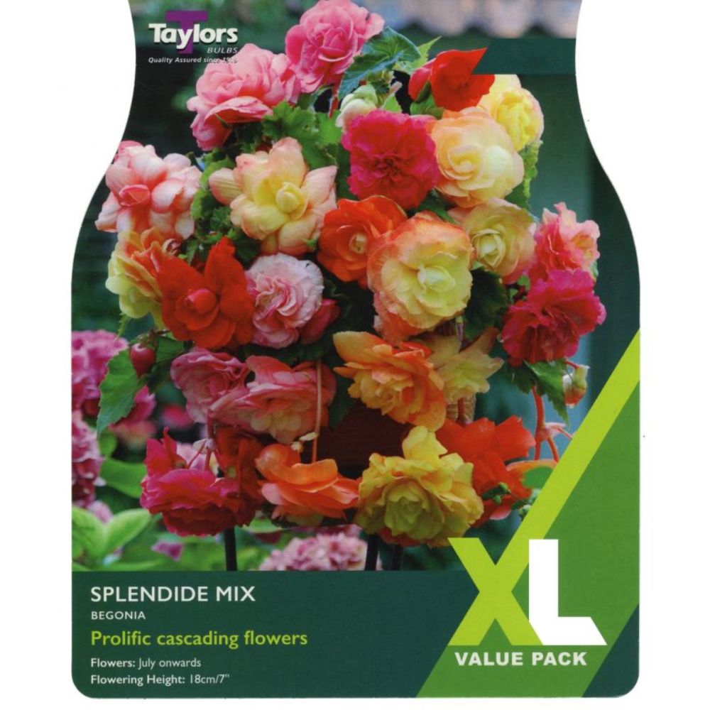 Taylors 4 Begonia Splendide Mixed Bulbs – Old Railway Line Garden Centre