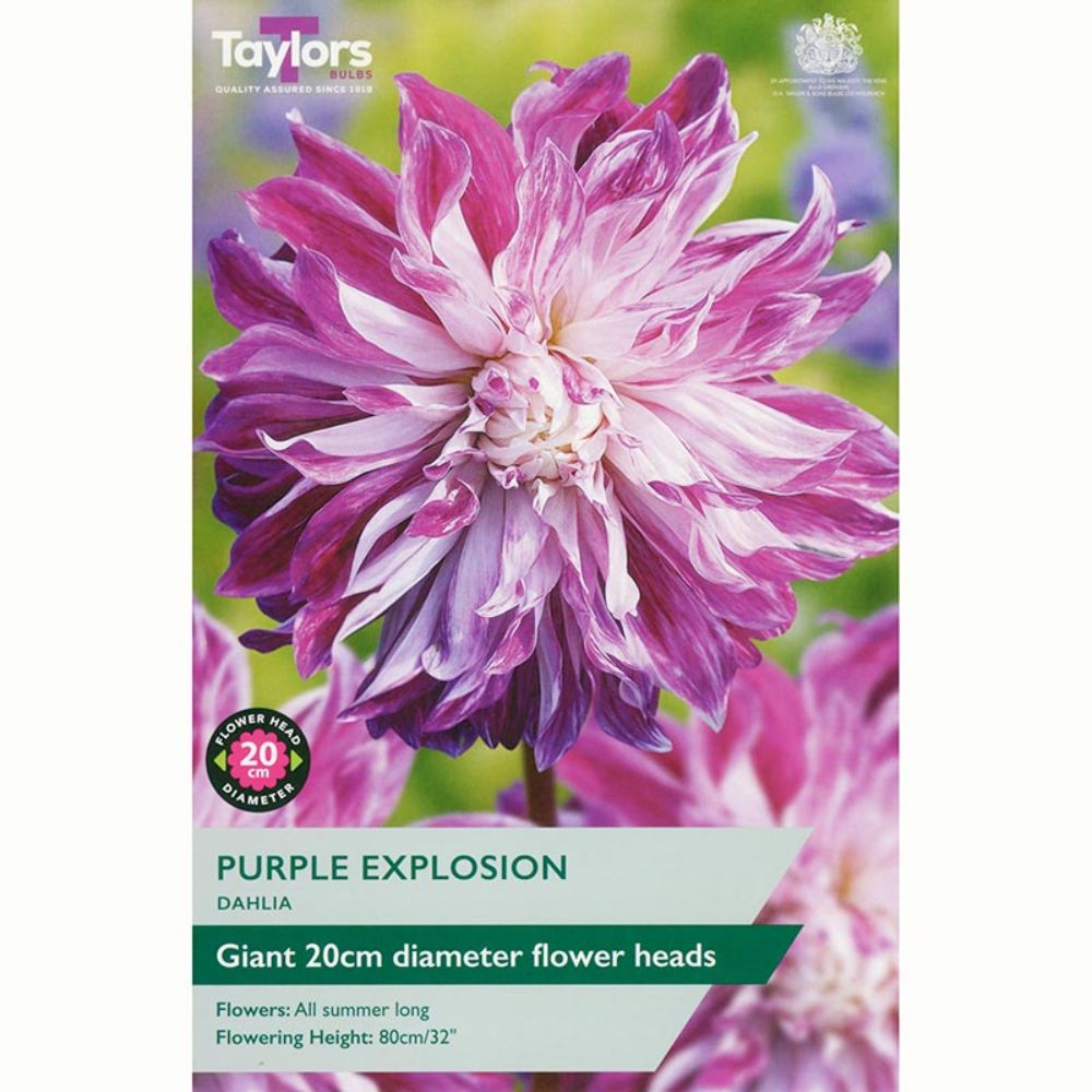 Taylors 1 Purple Explosion Dahlia Tuber – Old Railway Line Garden Centre