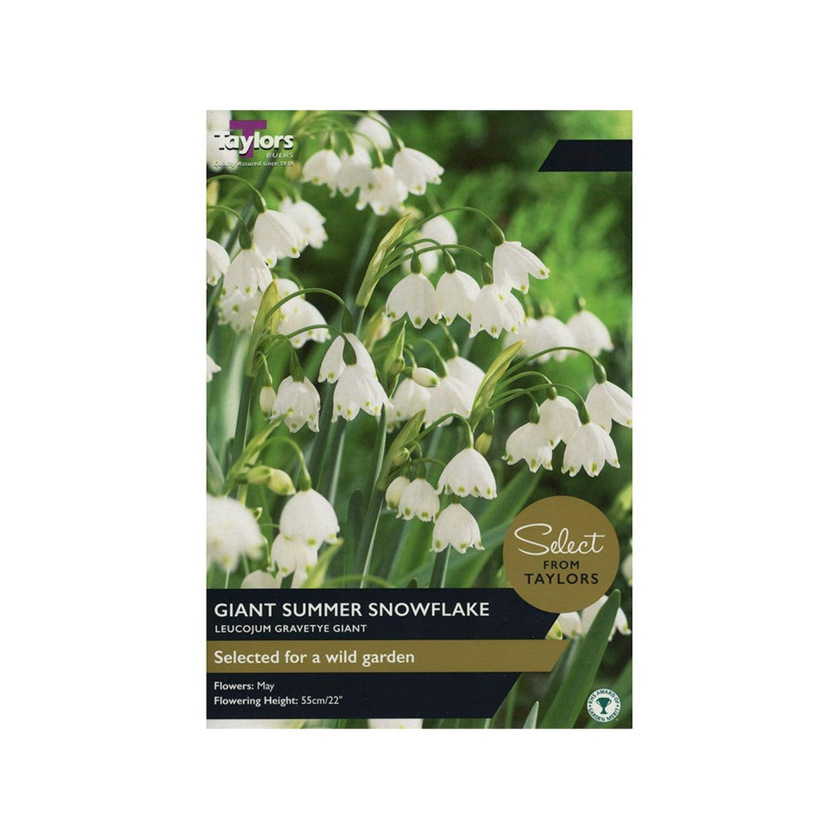 Taylors Select 7 Giant Summer Snowflake Leucojum Gravetye Bulbs – Old ...