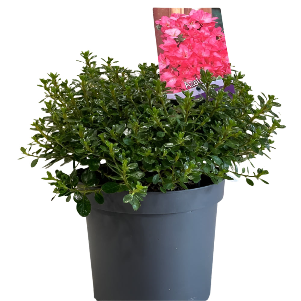 Azalea 'Anouk' Rhododendron Plant 3Ltr Pot (NL) – Old Railway Line ...