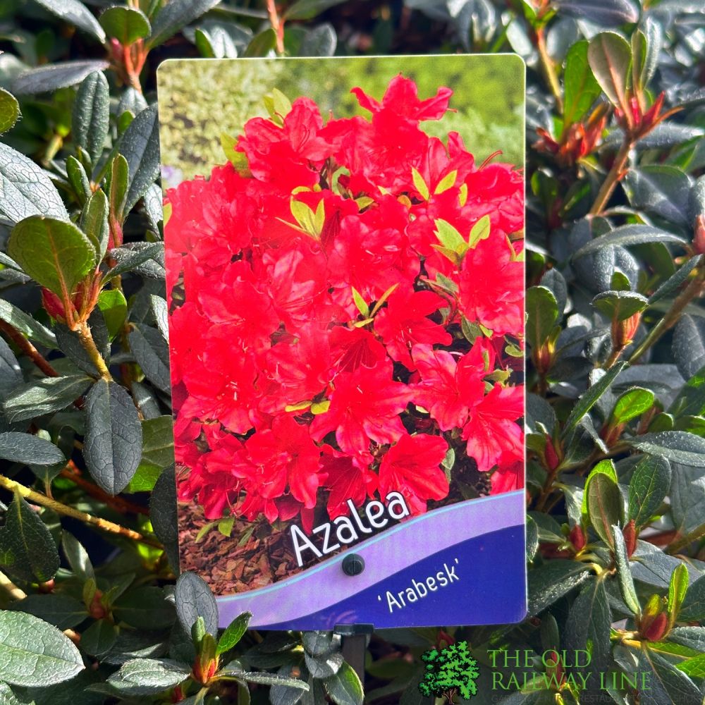 Azalea 'Arabesk' Rhododendron Plant 3Ltr Pot – Old Railway Line Garden ...