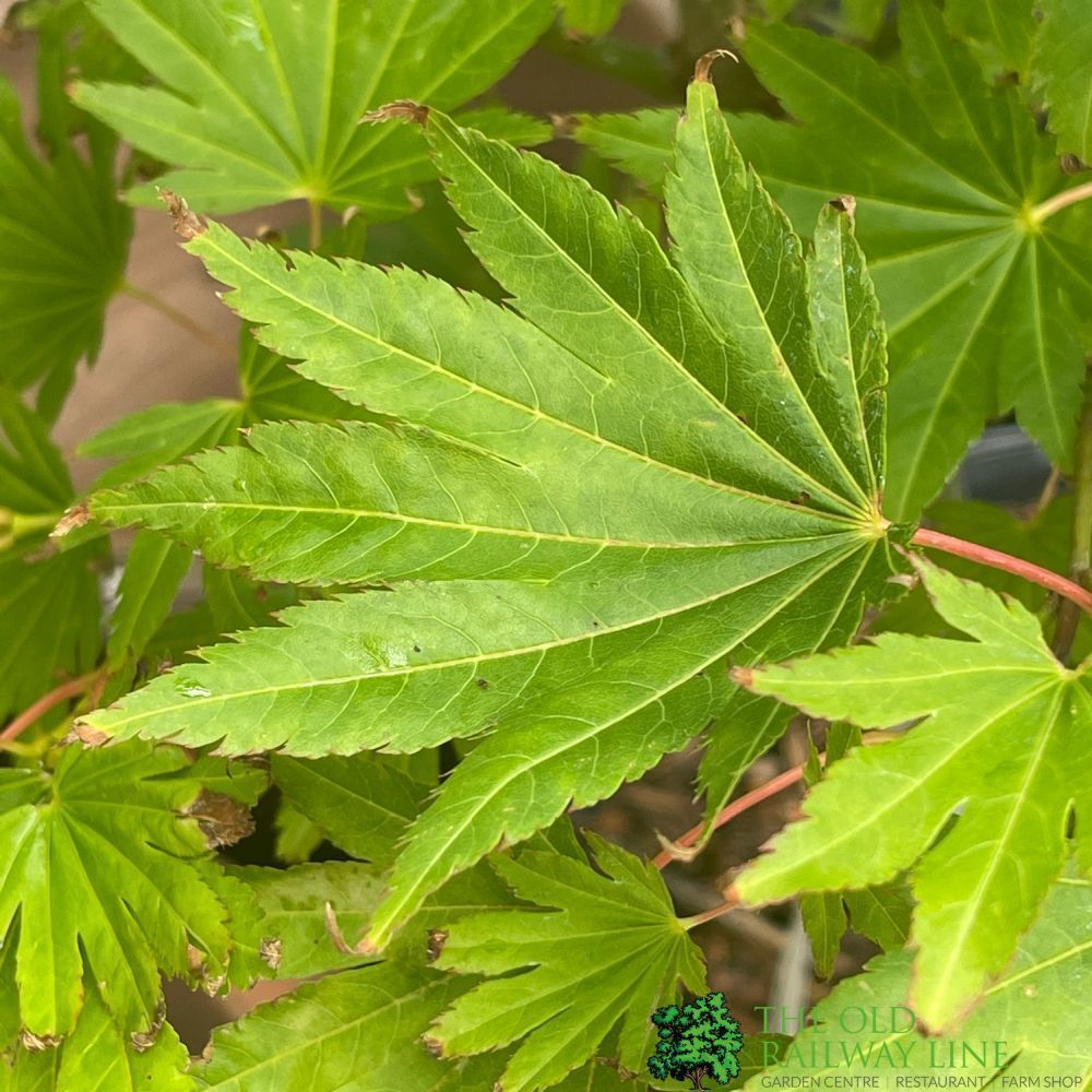 Acer shirasawanum 'Jordan' Tree - 5Ltr Pot – Old Railway Line Garden Centre