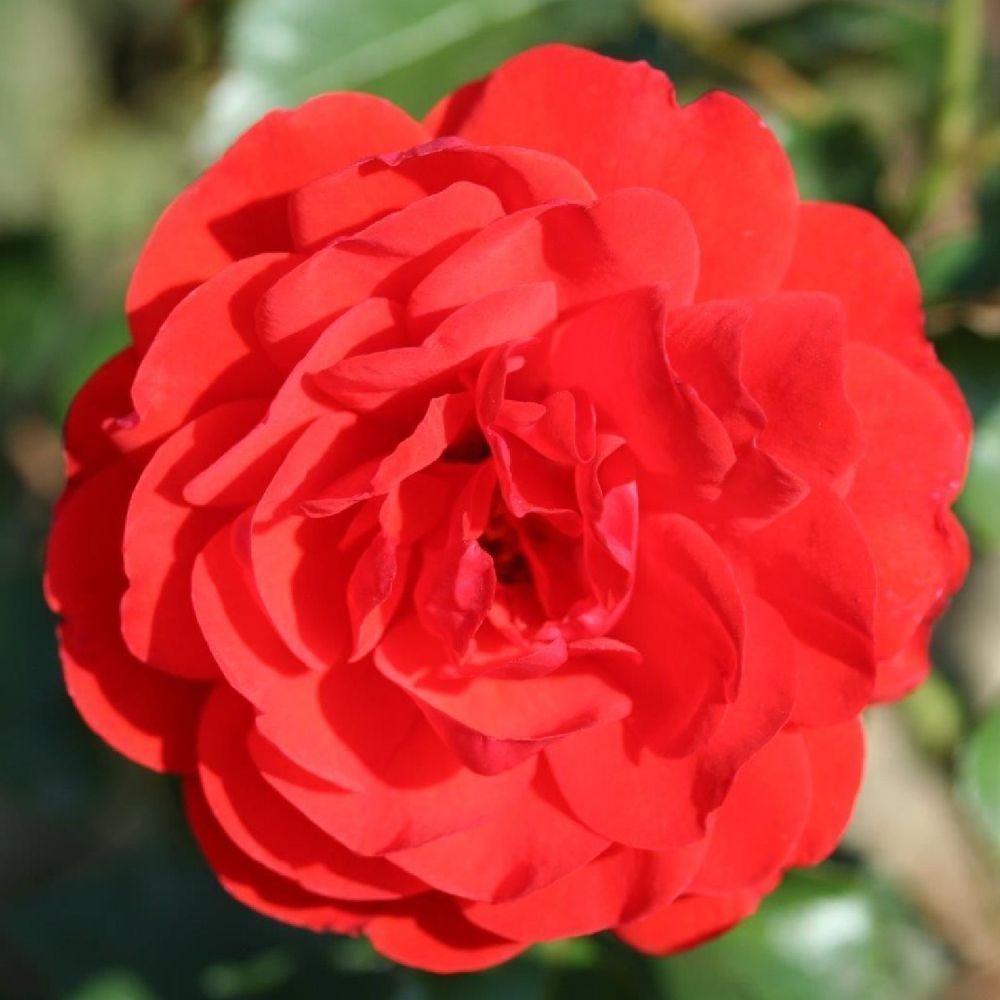 Whartons 'Trumpeter' Floribunda Rose 3Ltr Pot – Old Railway Line Garden ...