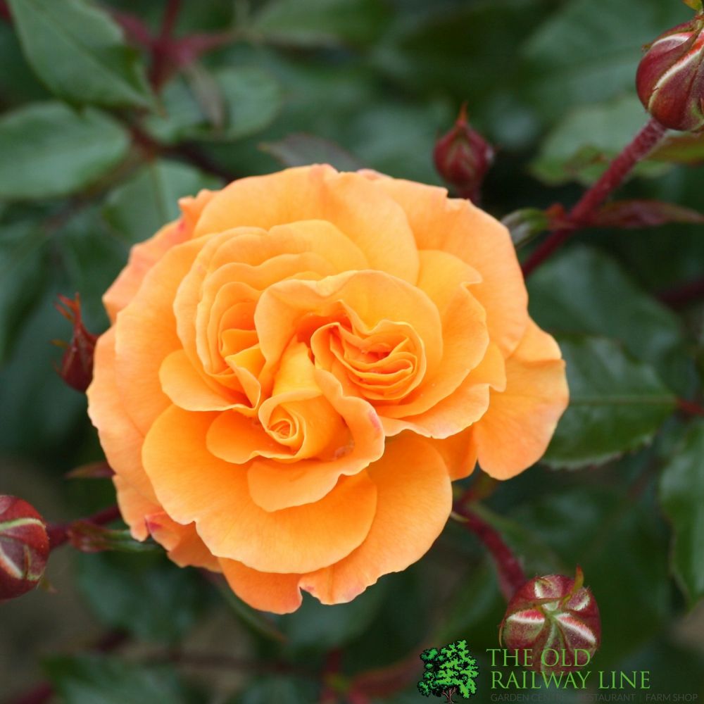 Whartons 'Precious Amber' Floribunda Rose Plant 3Ltr Pot – Old Railway ...