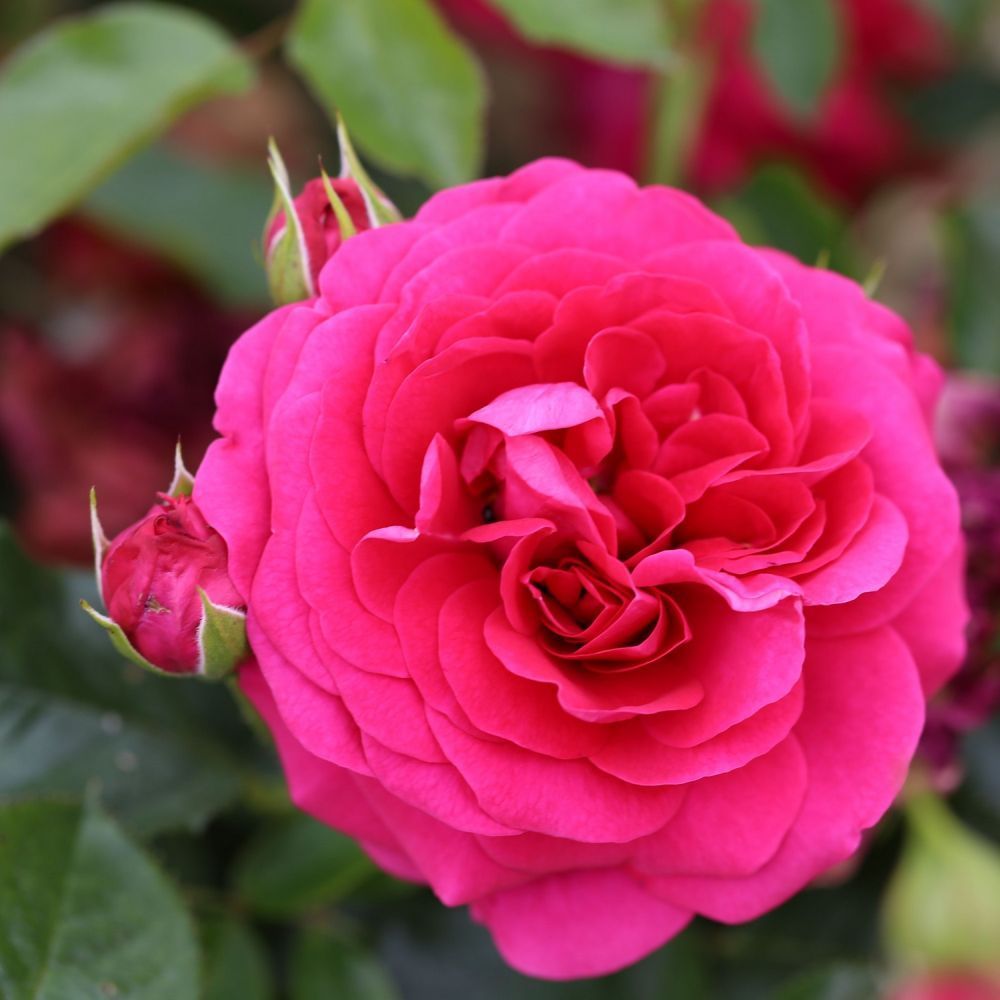 Whartons 'Truly Loved' Red Bush Rose 3Ltr Pot – Old Railway Line Garden ...