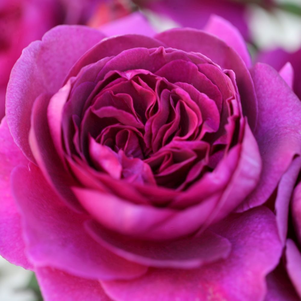 Whartons 'Timeless Purple' Hybrid Tea Purple Bush Rose Plant 3Ltr Pot ...