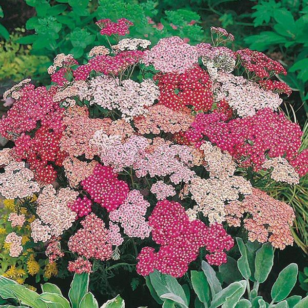 Mr Fothergill's Achillea Summer Berries Seeds – Old Railway Line Garden ...