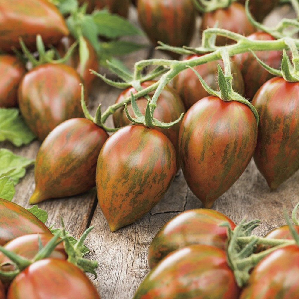 Mr Fothergill's Tomato Shimmer Seeds – Old Railway Line Garden Centre