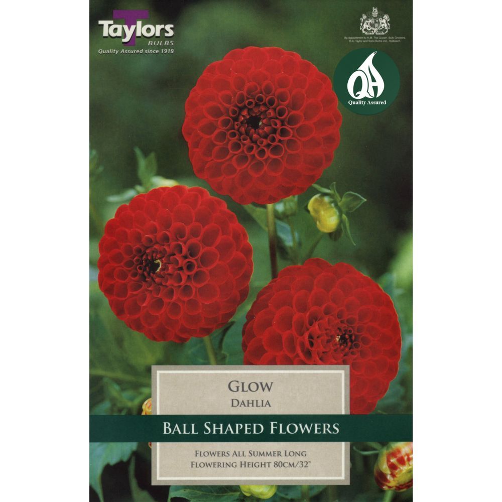 Taylors 1 Dahlia Glow Tuber – Old Railway Line Garden Centre